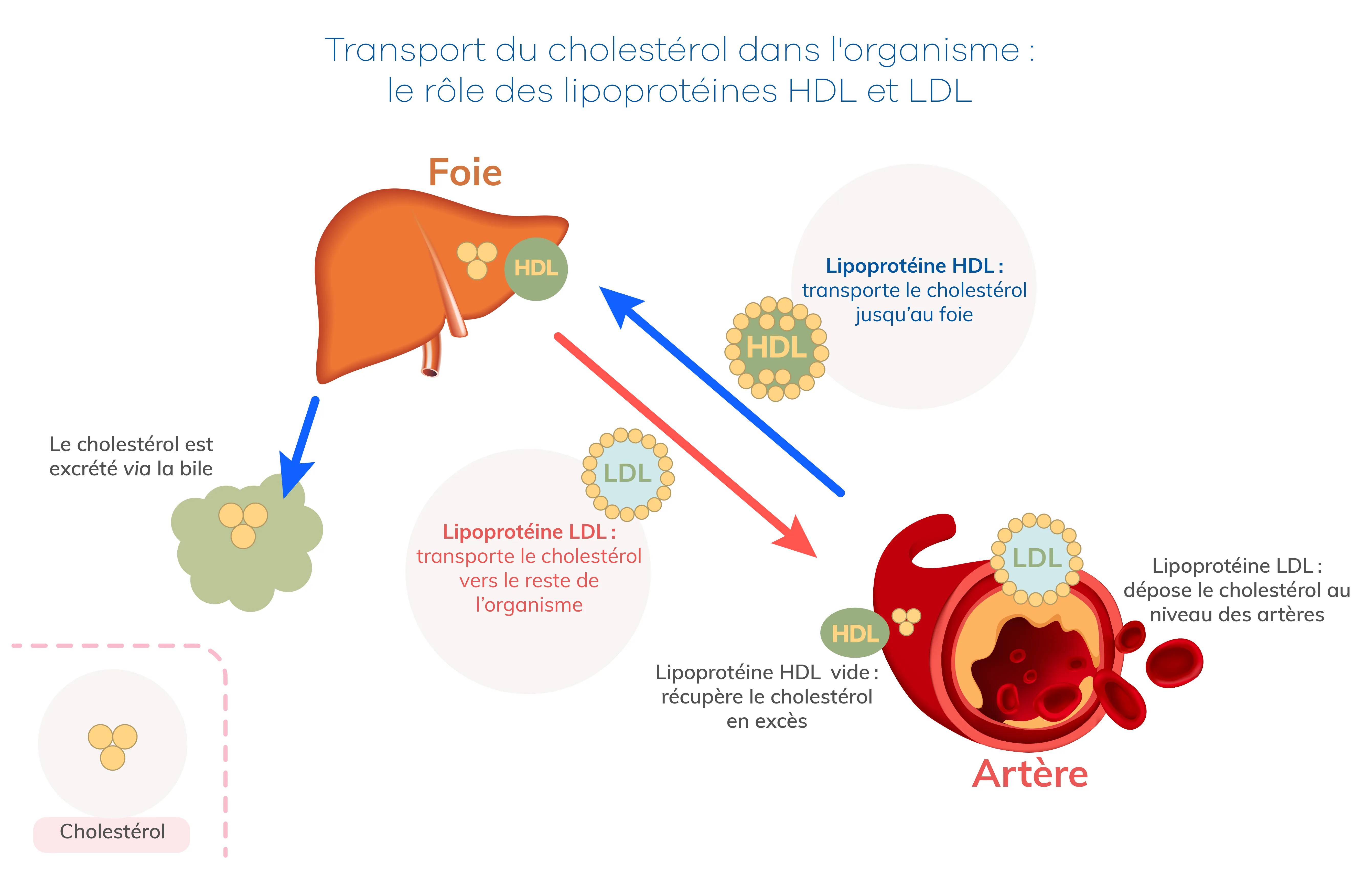 C’est quoi le cholestérol